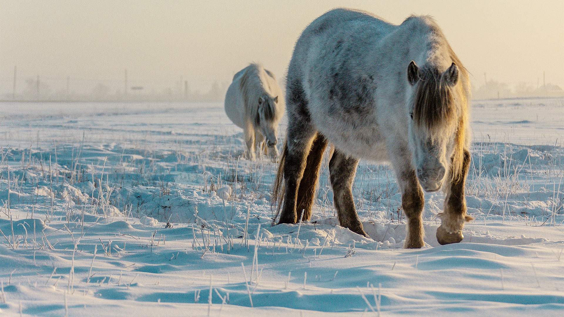 A move with a knight: where in Russia you can chat with the symbol of ...