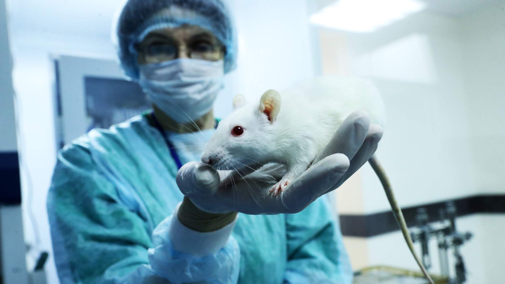 Mouse vision: neural network will significantly accelerate the creation ...