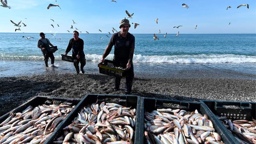 What fish are caught in the Sea of Azov