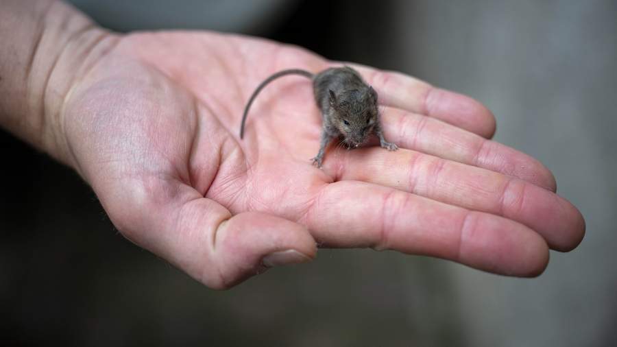 Rash reaction: outbreak of "mouse fever" recorded in Russia | Articles ...