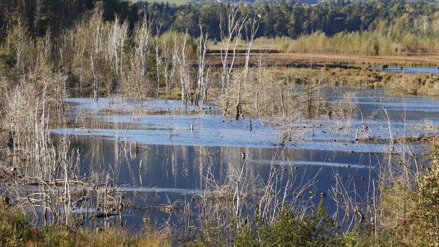 Dangerous without a quagmire: why are swamps being restored in Russia ...