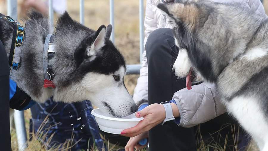 Кинолог предостерег от добавления в собачью еду специй | Новости ...