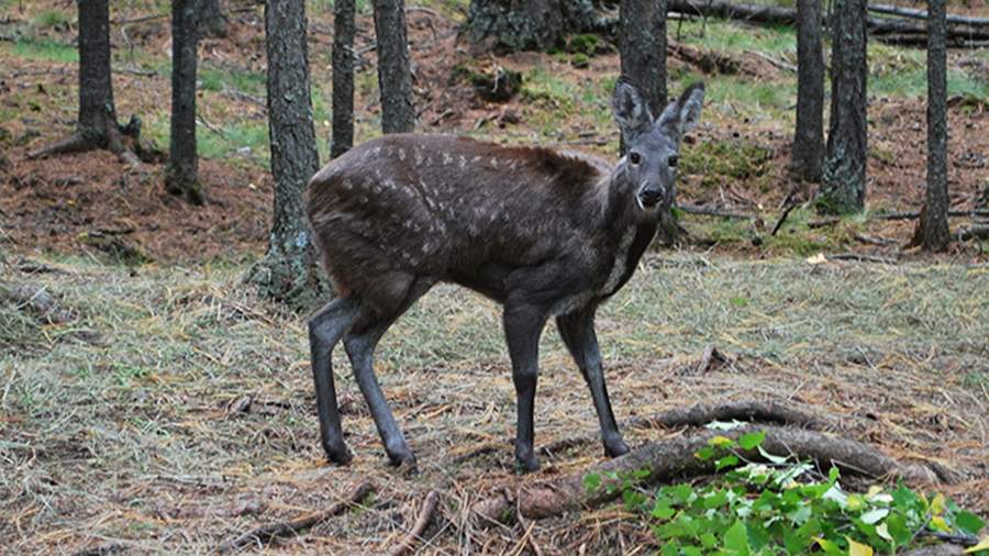 В Амурской области открыли сезон охоты на кабаргу | Новости России ...
