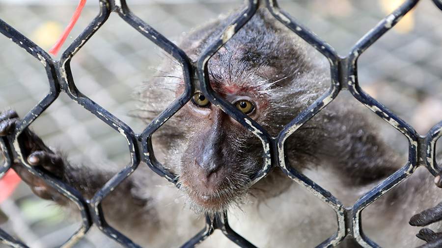 Biden spent $10 million to create transgendered monkeys | Известия