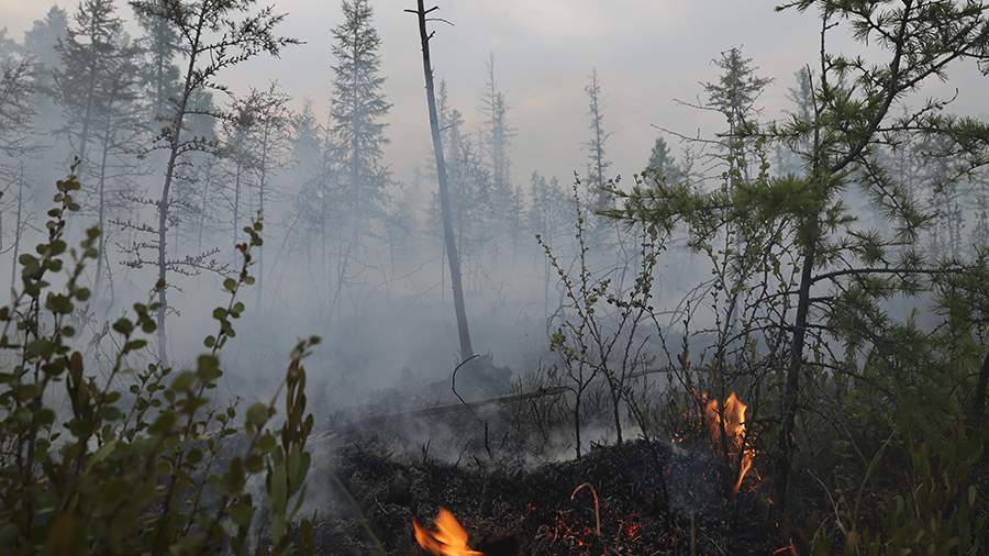 Four people have died as a result of forest fires in South Korea ...