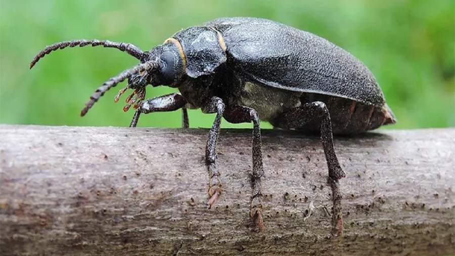 Four new species of insects have been identified in the Khabarovsk ...