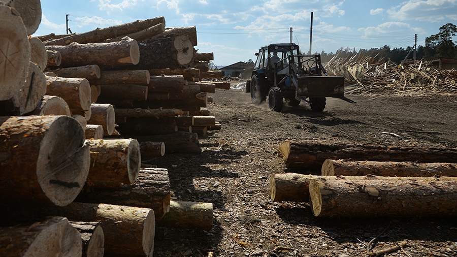 Какой праздник 21 сентября — День работников леса: история, традиции ...
