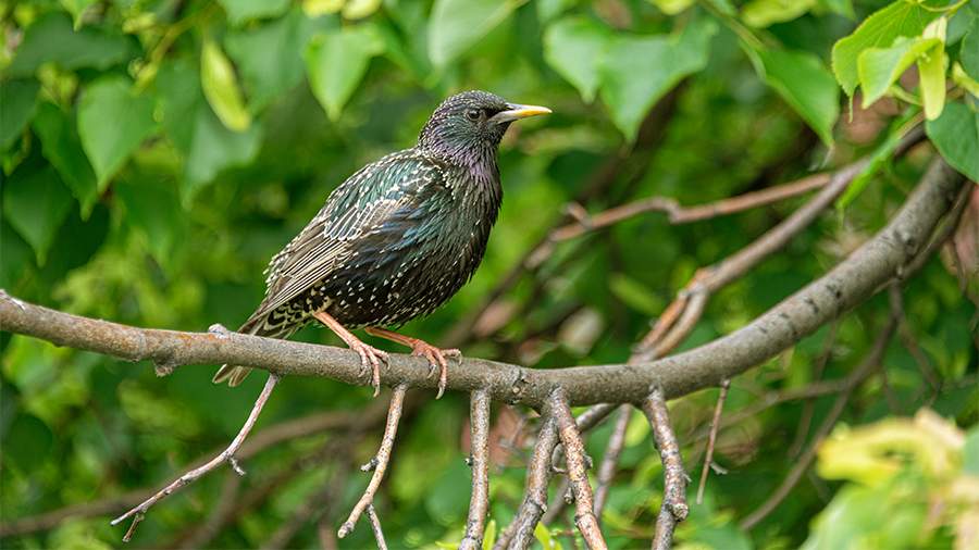 NYP has learned about the connection between the strange behavior of ...