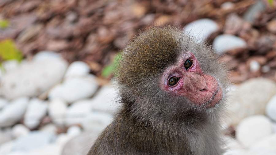 The media reported the discovery of the last missing laboratory monkey ...