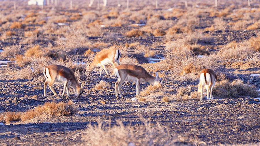 About 15 thousand Red Book antelopes live in the reserves of ...