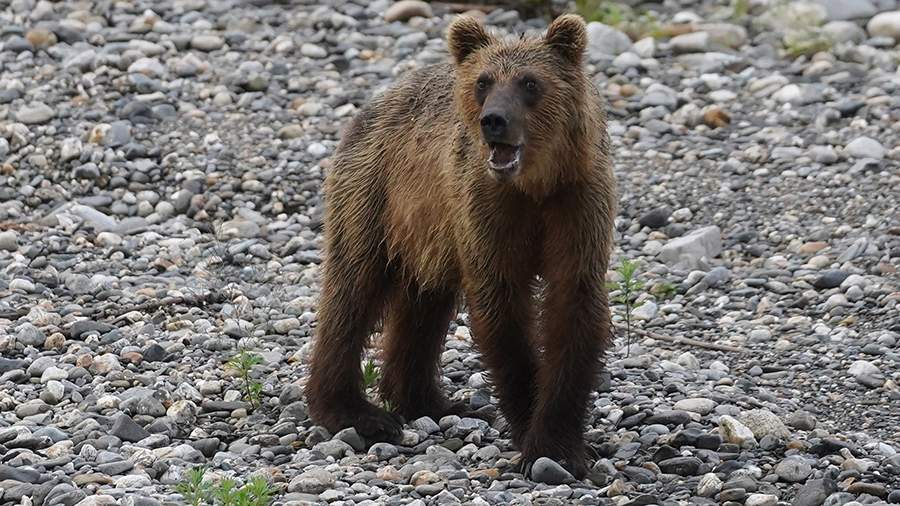 Scientists have learned about changes in the evolution of bears after ...