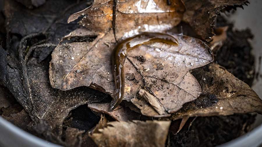 The agronomist warned about the danger of spreading the predatory worm ...