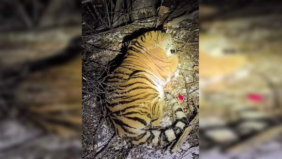 A young male Amur tiger was captured in the vicinity of a seaside ...
