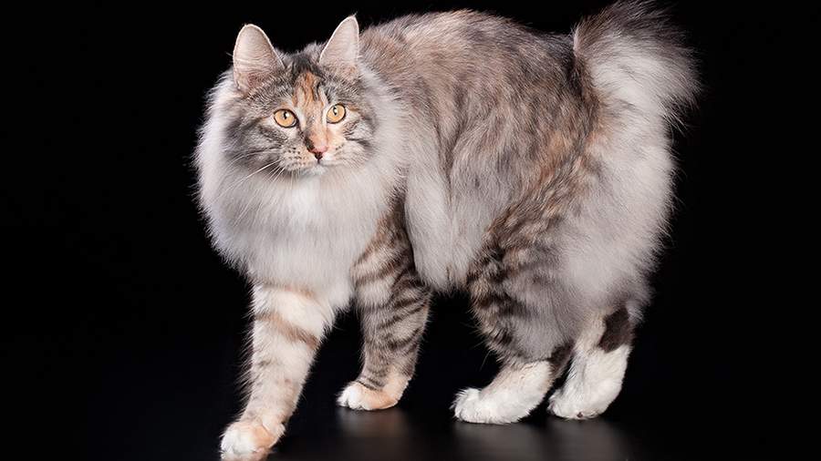 Лучшие в мире кошки: четыре породы из России набрали за 2025 год больше ...