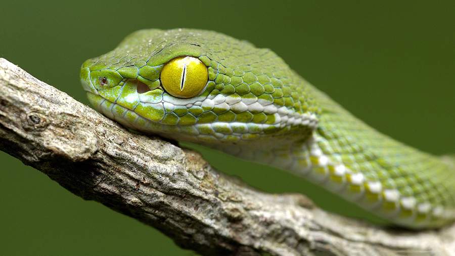 A venomous snake bit a 16-year-old girl in Moscow | News | Izvestia ...