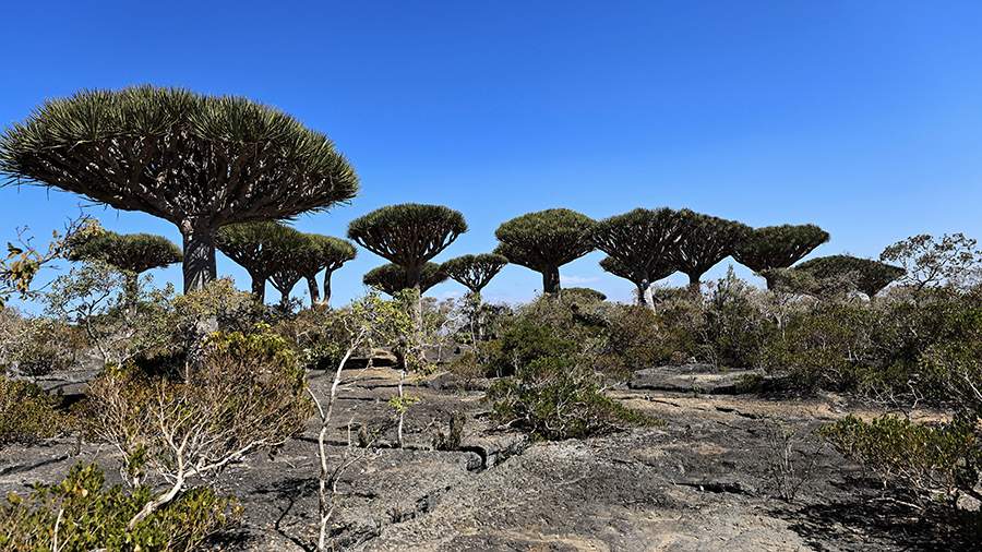 The first group of Russians stranded on Socotra in Yemen flew to Saudi ...