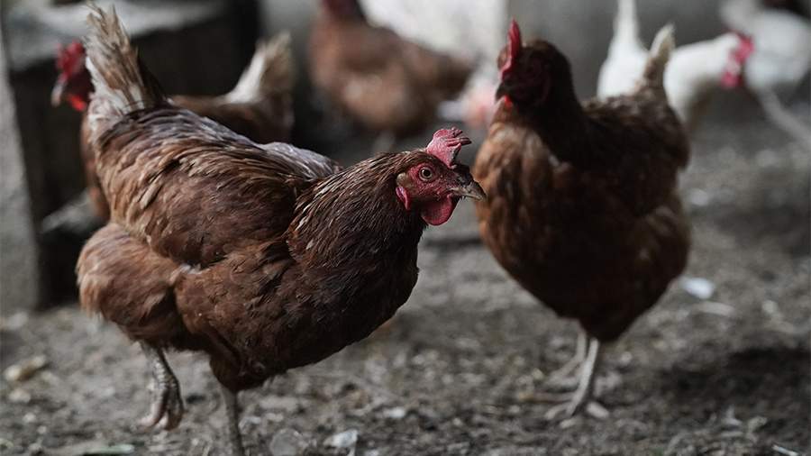 A special holiday on January 15th is Sylvester's Day: history ...