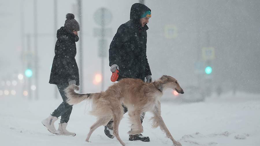 The dog handler named the symptoms of frostbite in the pet | Society ...