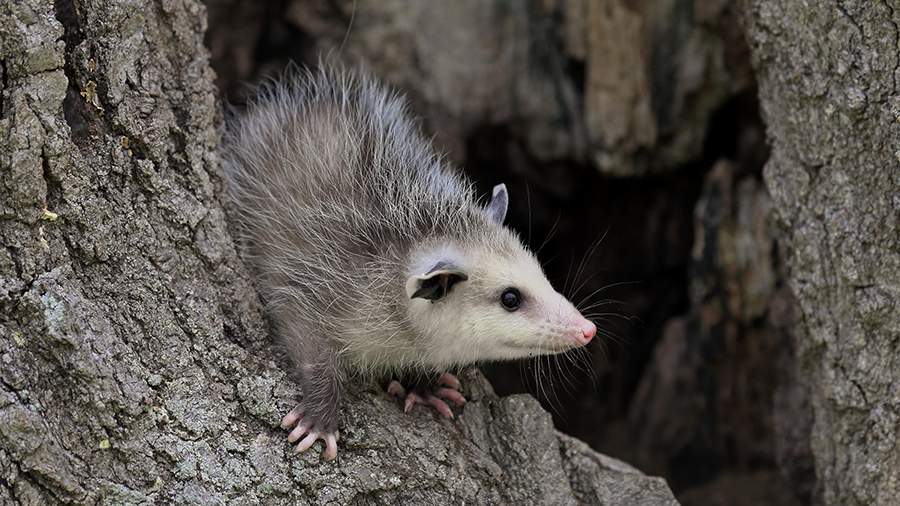 Scientists have told about a possible population of a rare possum in ...