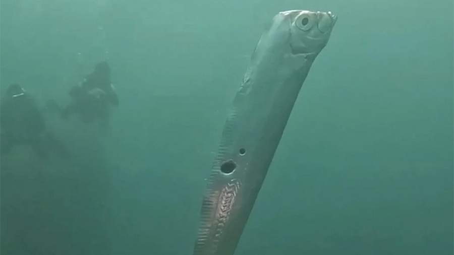 The oceanographer explained the appearance of Doomsday fish off the ...