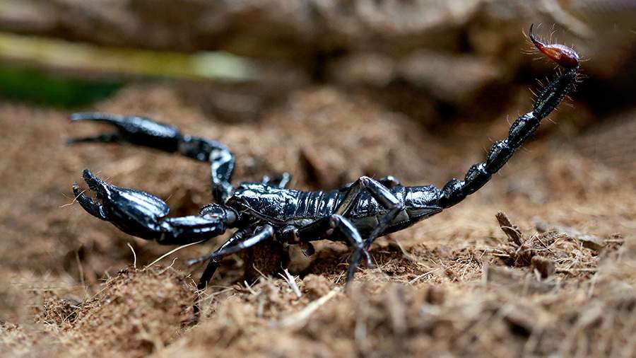 Scientists talked about the ability of scorpion venom to accelerate ...
