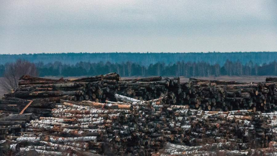 The lawyer called the punishment for illegal felling of trees | Society ...