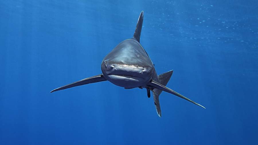 A man died in a shark attack on the Great Barrier Reef in Australia ...