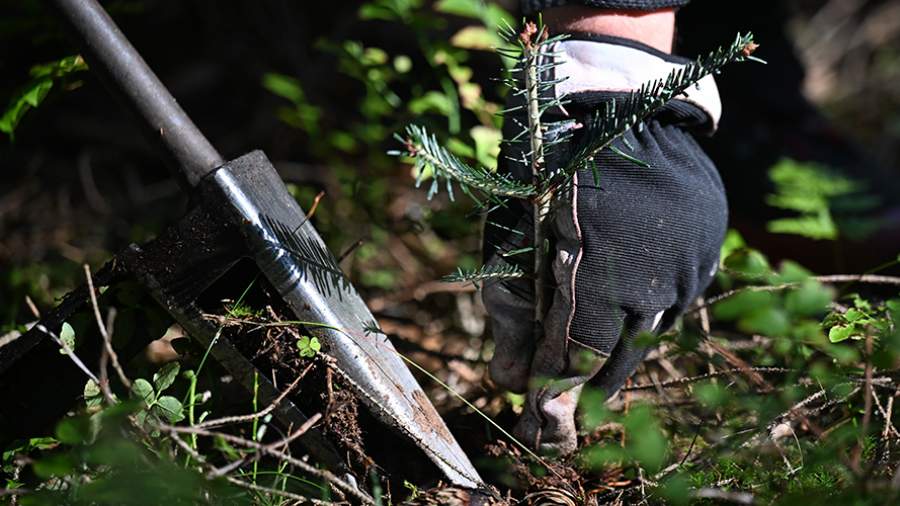 Supporters of the New People party planted 300,000 trees in the Moscow ...