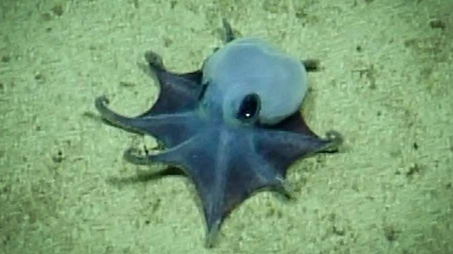Scientists have described a new species of tiny blue octopus from the ...