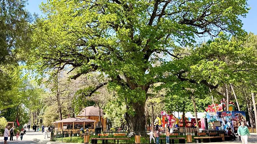 Crimean Bogatyr oak claims to be the tree of the Year | News страны ...