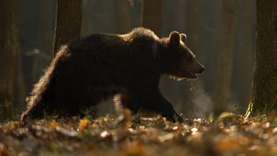 A man was injured in a bear attack in northern Slovakia. | World News ...