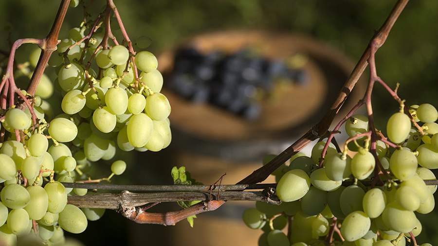 Rosselkhoznadzor restricts import of stone fruits and grapes from ...