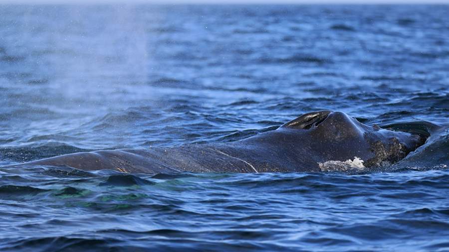Wounded whale spotted in the Barents Sea | News | Izvestia | 11.06.2026