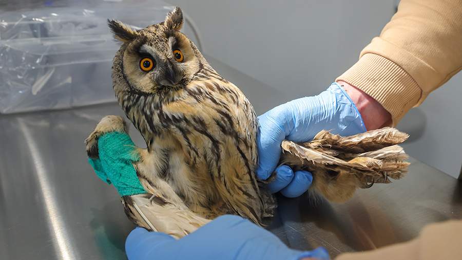 A court in Moscow has blocked a website selling a red book owl ...