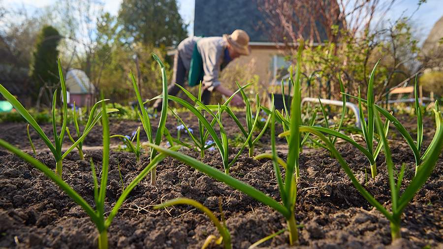 A special holiday on June 2 is Timofey the Gardener: history ...