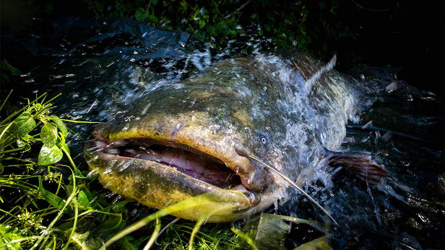 Poland deported a Ukrainian who fished a popular catfish from a lake in ...