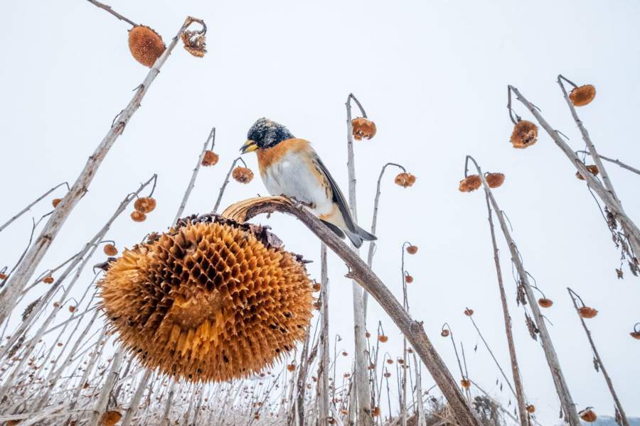 Чудо в перьях: победители фотоконкурса Bird Photographer of the Year ...